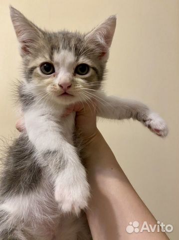 Белая шиншилла котенок