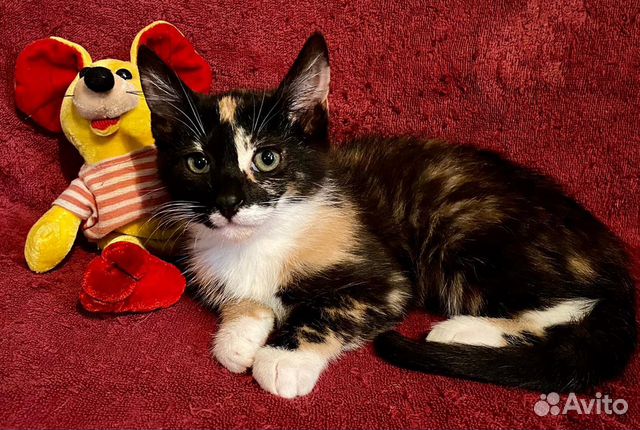 Котенок Лапочка в поисках дома