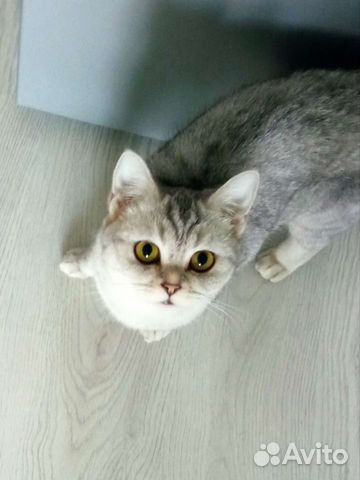 Шотландская кошка
