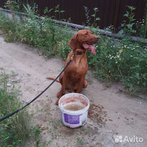 Найден кобель венгерская выжла