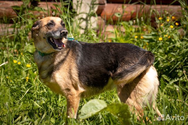 Добрый и мудрый компаньон Браун в дар
