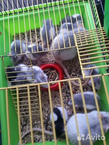 Крыса дамбо