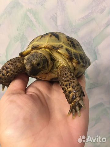 Черепаха сухопутная пара
