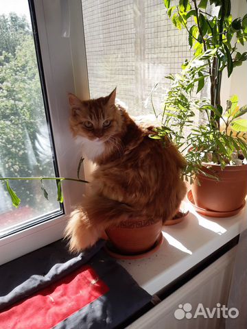 Потерялась кошка