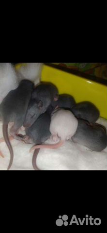 Крыса дамбо