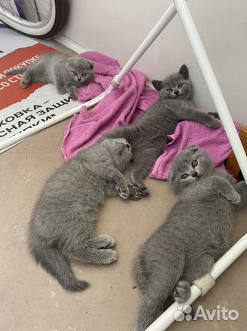 Британские котята