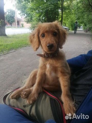 Кокер спаниель