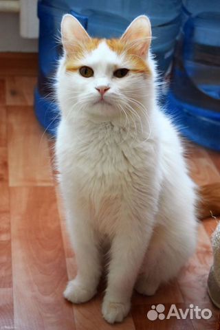 Котенок Флинт 8 мес ищет дом