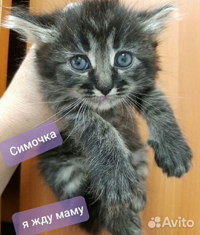 Котята