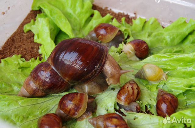 Улитки Ахатины. Улитята. Бесплатно