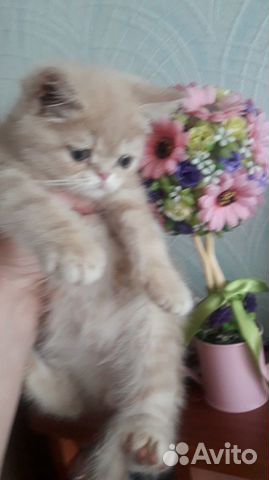Котенок экзот мальчик маленькое прикольное солнышк