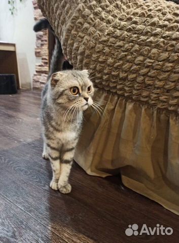 Шотландская