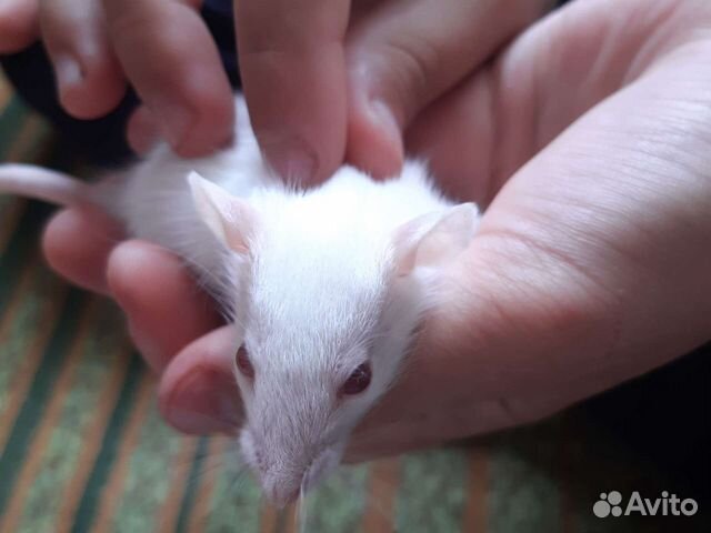 Декоративная крыса