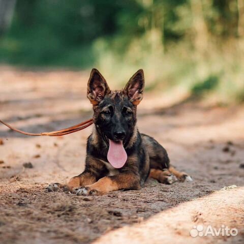 Хаммер щенок