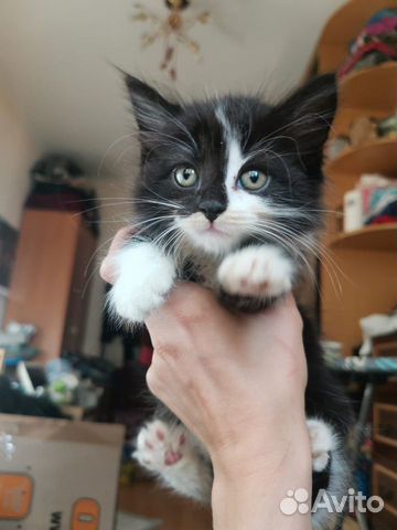 Котенок девочка в добрые руки, 1,5 мес