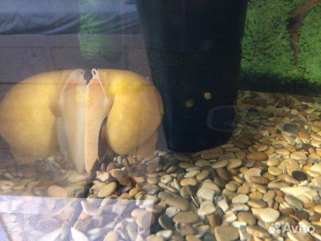 Улитки аквариумные улитята