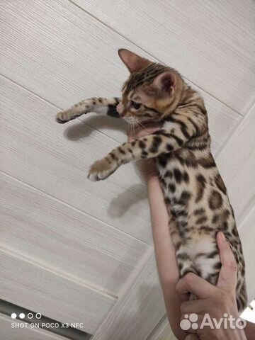 Бенгальские котята
