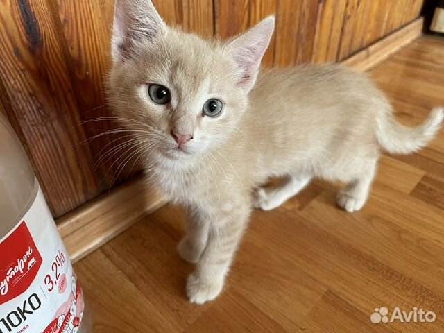 Котенок мальчик в добрые руки