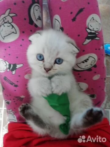 Шотландская вислоухая кошечка