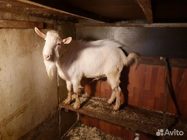 Продам козла, козочку, петухов