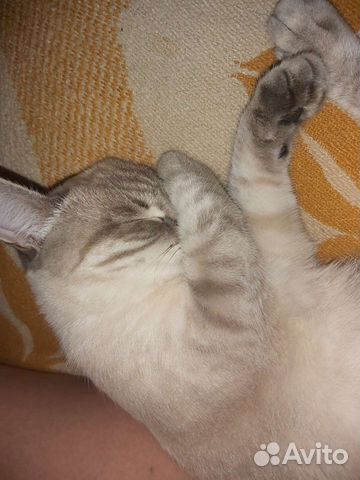 Кошка в добрые руки