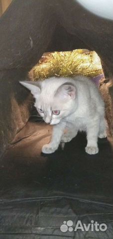 Кошка