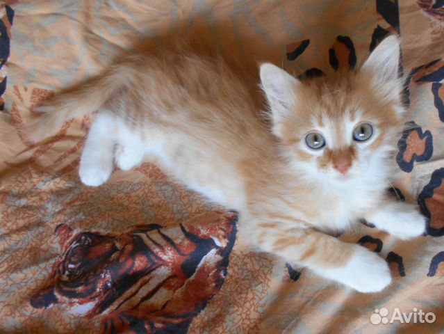 Рыжий котёнок