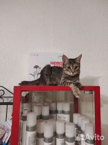 Американская короткошерстная