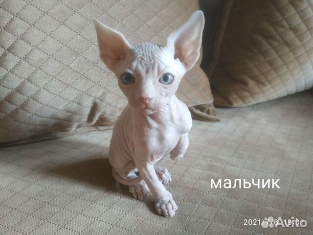 Канадский сфинкс (котята)
