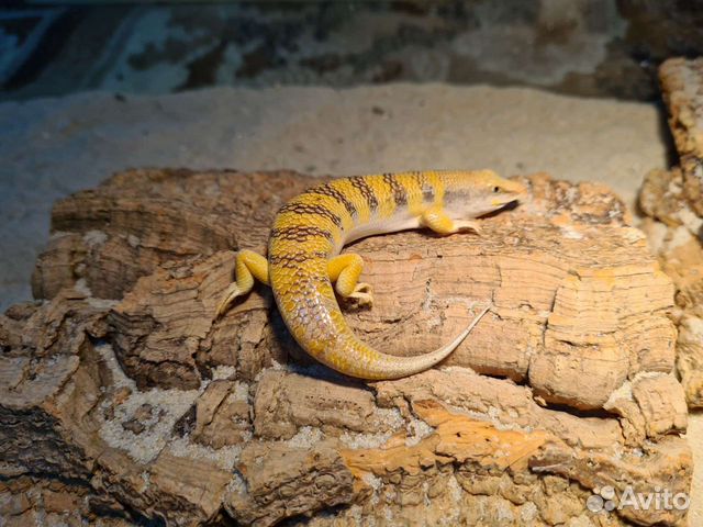 Сцинк аптечный