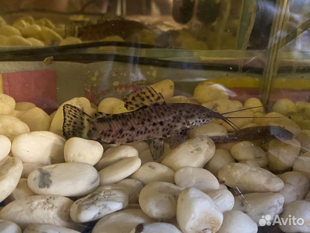 Отдам сомика и меченосца