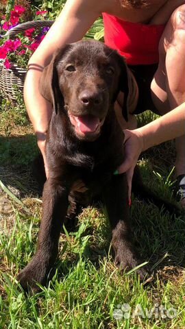 Шоколадный щенок лабрадора 3,5 месяца