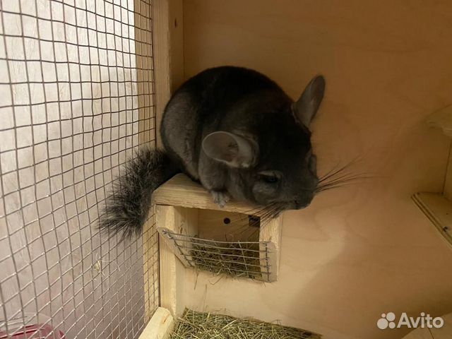 Шиншилла с витриной