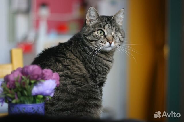 Нежная кошка Рут, шпротик