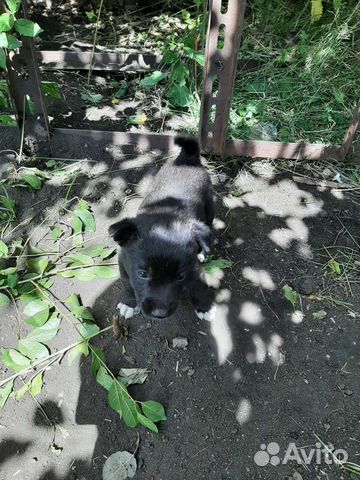 Собаки щенки бесплатно