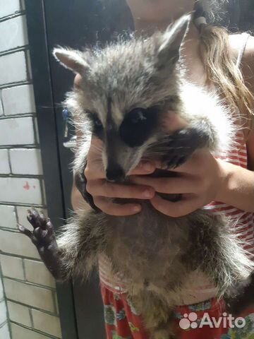 Енот совершенно ручной