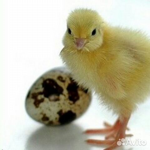 Перепела: инкубационные яйца, птенцы, мясо