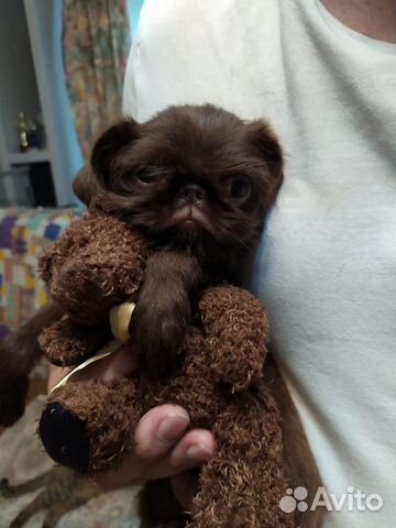 Шоколадный гриффон