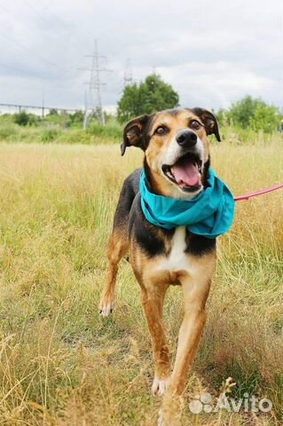 Собака Стелла в добрые руки