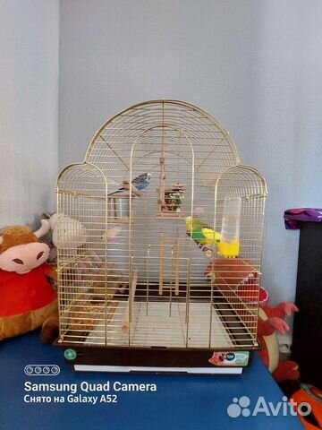 Пара волнистых попугайчиков с клеткой