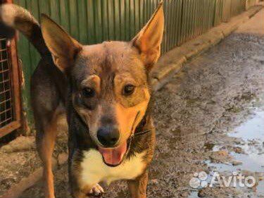 Самый позитивный пёс Ричард в добрые руки