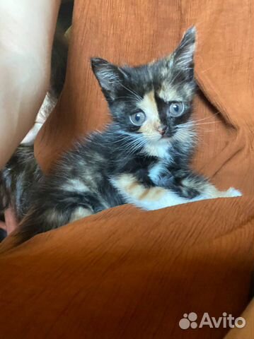 Трехцветная кошечка