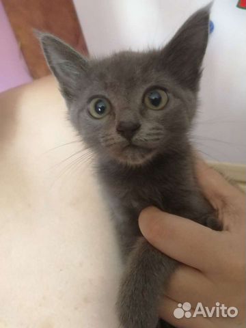 Котёнок в семью, 3 месяца