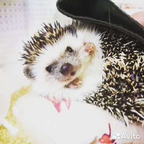 Карликовые африканские ёжики