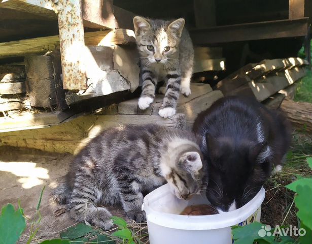 Котята пропадают