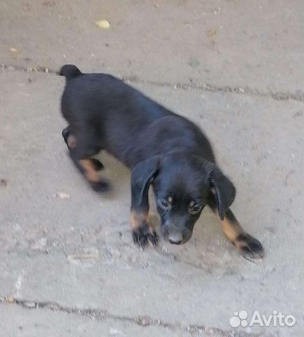 Маленькая собака в добрые руки