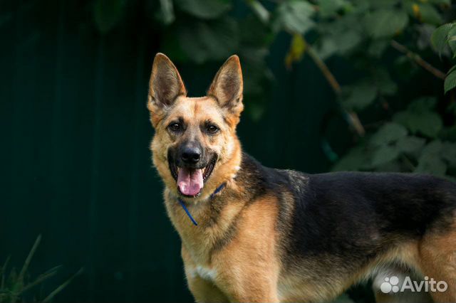 Руни - метис овчарки, в добрые руки