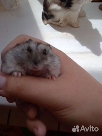 Джунгарский хомяк с клеткой