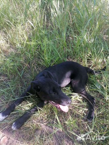 Собака в добрые руки щенок