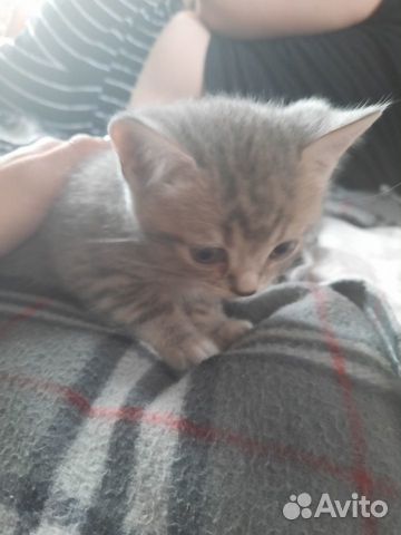 Котята